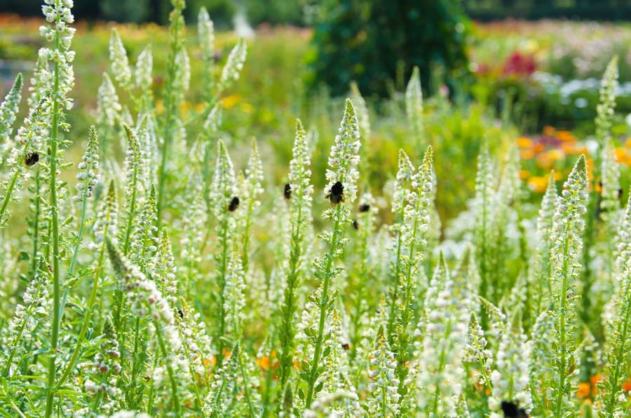 Ljekovita biljka koja spašava u menopauzi - Modni Almanah